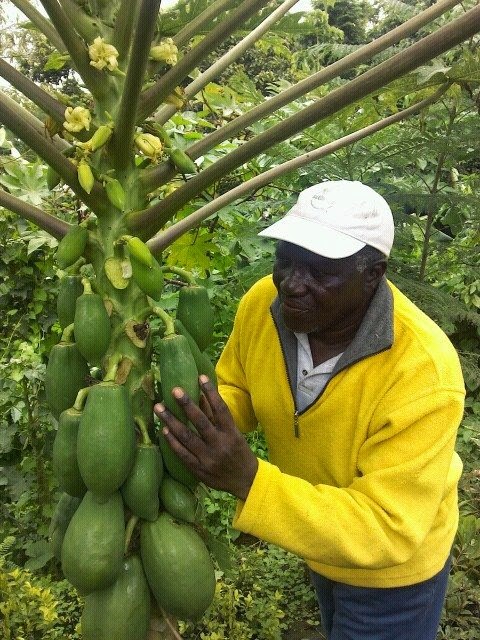 Kilimo cha Mapapai: Ushauri wa Kitaalamu, Changamoto na Masoko yake ...