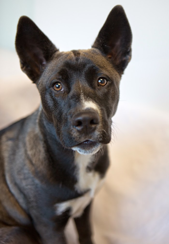 Shelter Dogs of Portland: "SHIMMER" delightful Akita mix puppy