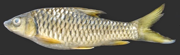 The Esteemed Fishes of Manipur