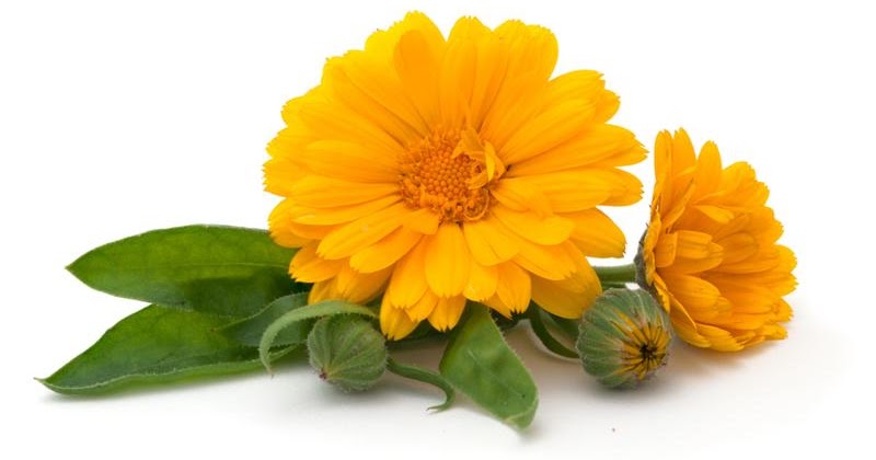 Como plantar calêndula Cultivar Plantas Como Plantar