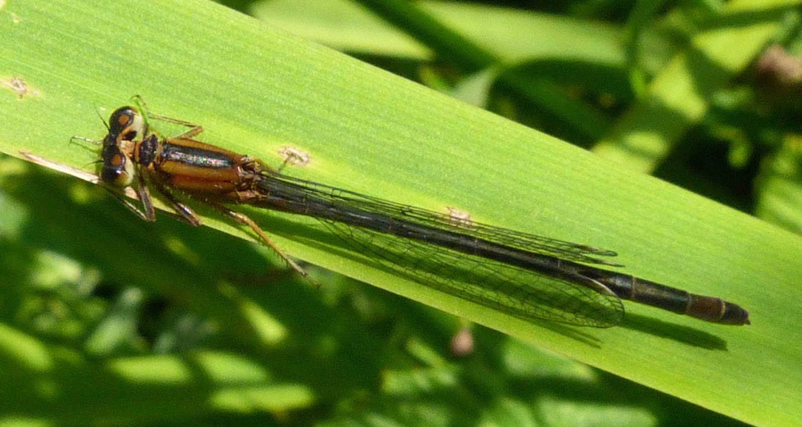 Insects of Scotland: Dragonflies/Damselflies