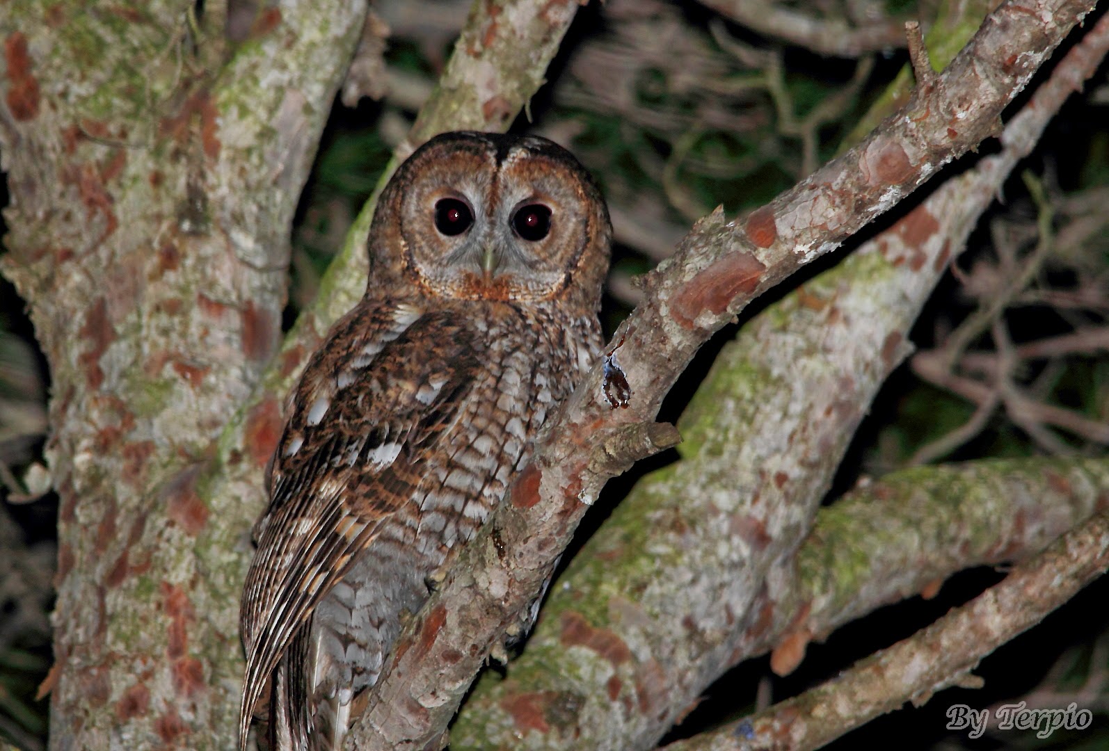 Viajes, Salidas, Naturaleza, (Fotografía).: Cárabo Común (Strix Aluco).