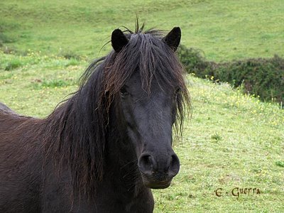 TONADASTUR: EL ASTURCÓN - EL CABALLO DE ASTURIAS