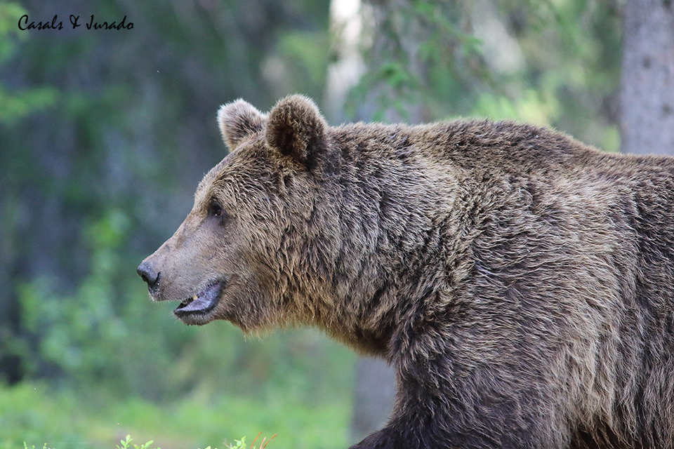 CRÒNIQUES NATURALISTES: de juliol 2016