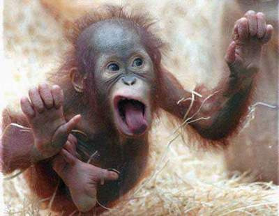 Funny Monkey Faces and Expressions Photos - Funny Gif Pictures Mania