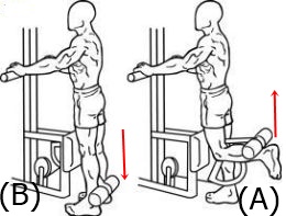 Tudo sobre Educação Física: 11° FLEXÃO DE PERNAS EM PÉ ( PERNA )