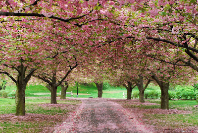 Lolita and the City | Lolita Fashion, New York City, and the Occasional ...