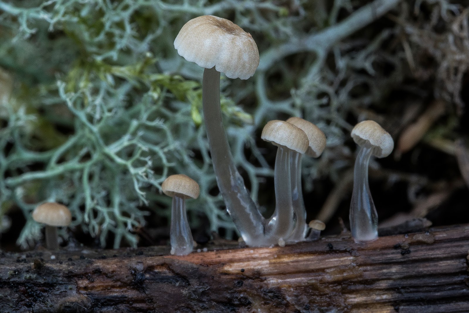 Gower Wildlife: Bonnets in Local Sitka Spruce Plantations