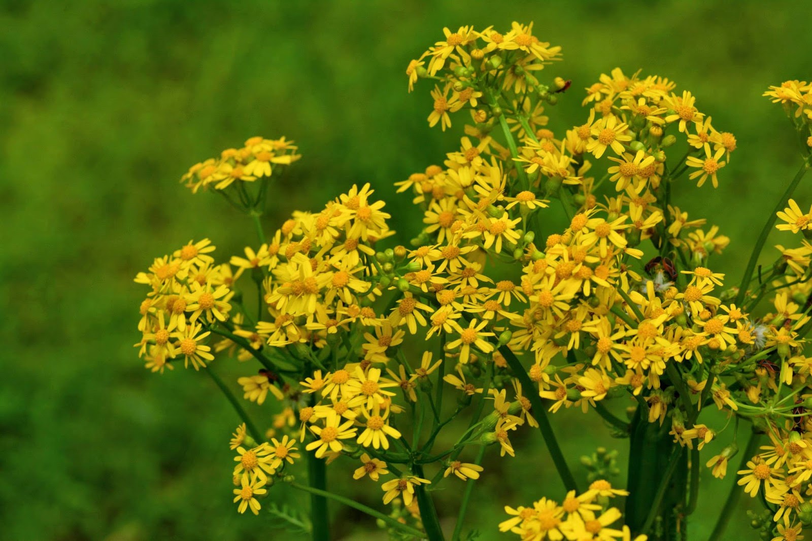 Nature Ramblers: Ramble Report April 16 2015