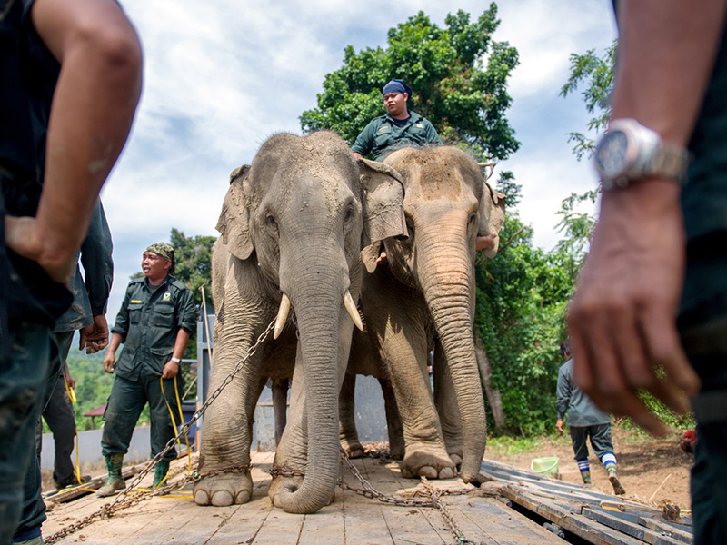 13 Gajah Liar Rosakkan Tanaman Di Baling