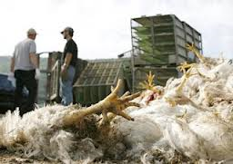 Chicken Truck Causes Pile up