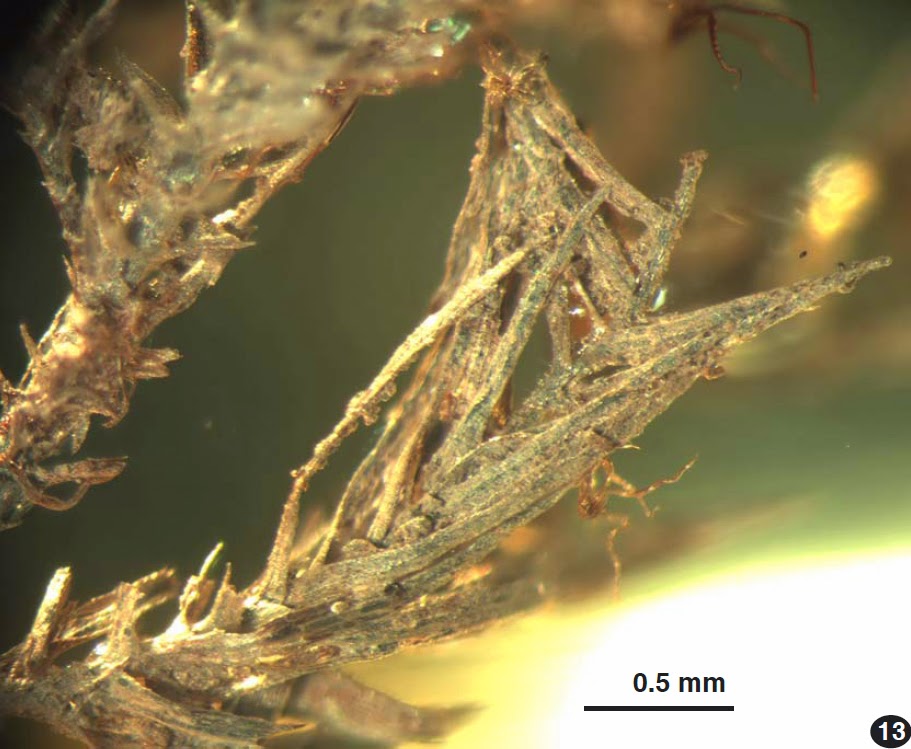 Sciency Thoughts: Mosses from Late Eocene Rovno Amber.