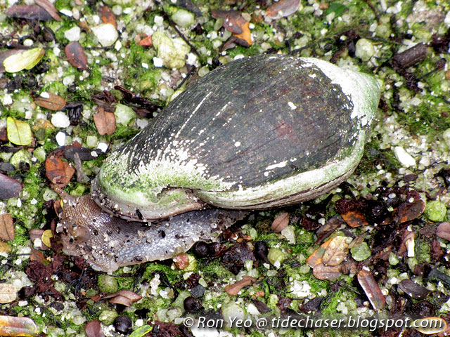tHE tiDE cHAsER: Hollow-shelled Snails (Phylum Mollusca: Family ...