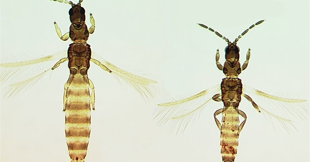 Variety of Life: Plesiothrips