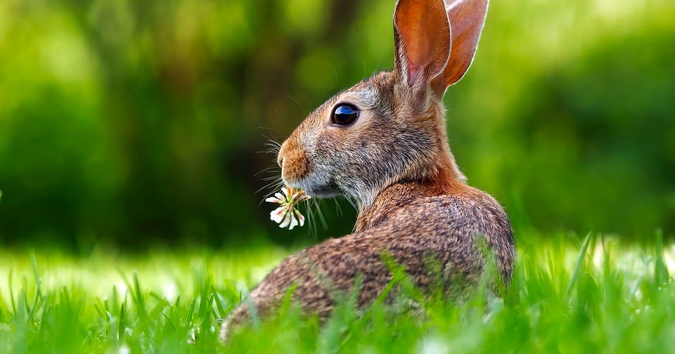 7 Jenis Macam Bunga Rumput - TUKANG TAMAN SURABAYA