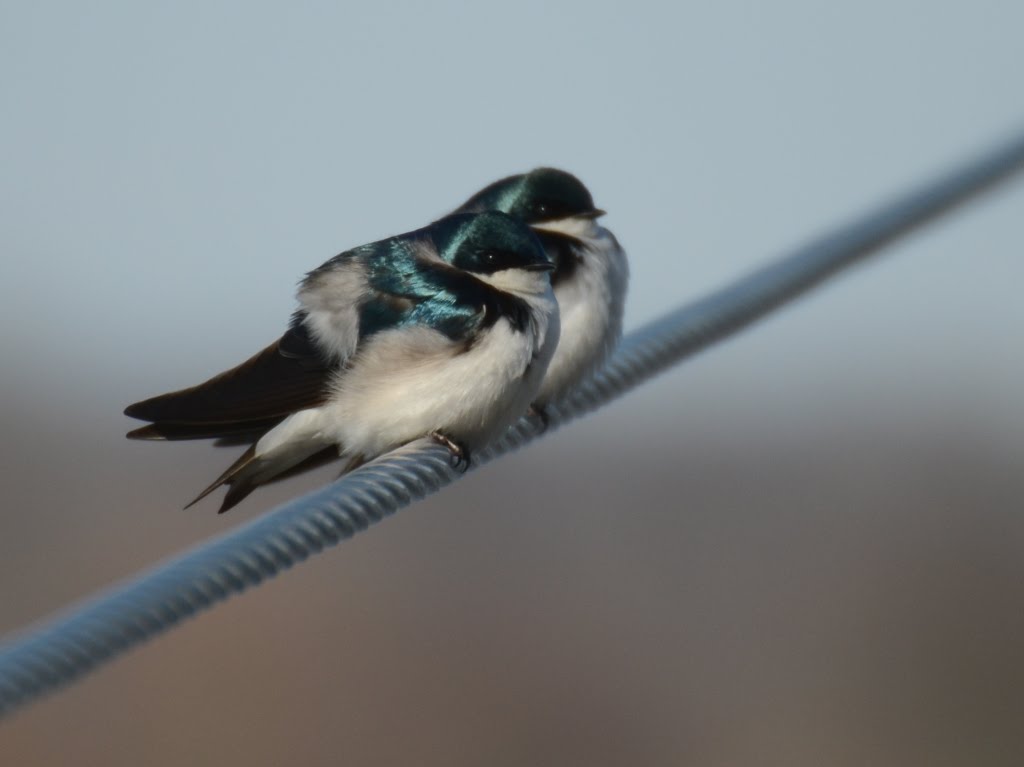 Ohio Birds and Biodiversity: Tree Swallows, chilled