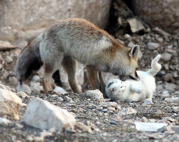 White Wolf : A cat and a fox form an unlikely friendship (Photos - Video)