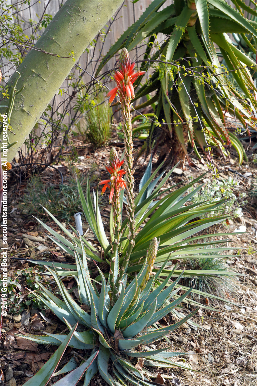 ...which of these aloes is the prettiest of all?