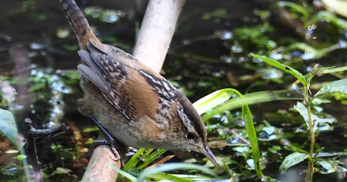 Prospect Park Bird Sightings & North Brooklyn Nature News: Fwd: Marsh ...