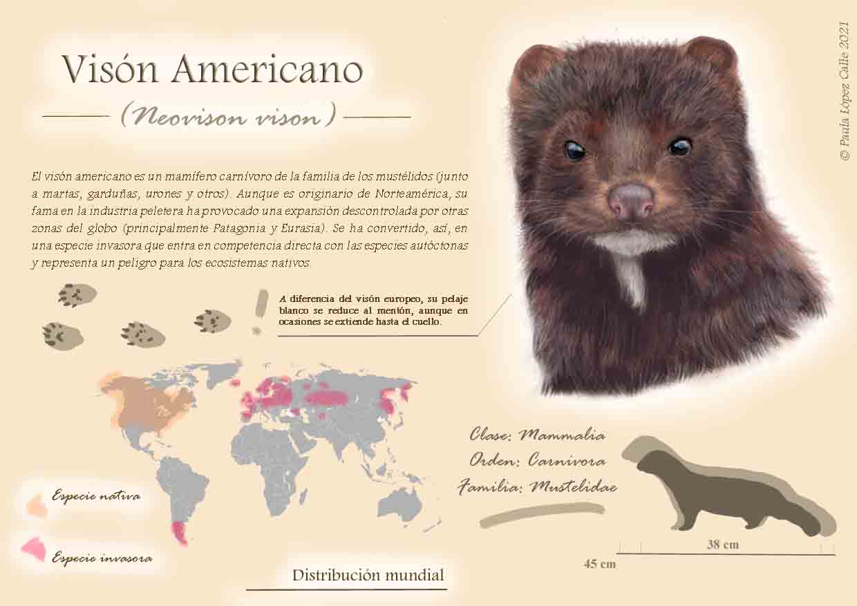 Paula López Calle - Visón americano (Neovison vison) - Infografía final