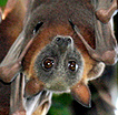 Megabats, Flying-Fox, Fruit bat, info, environment NSW Gov AU