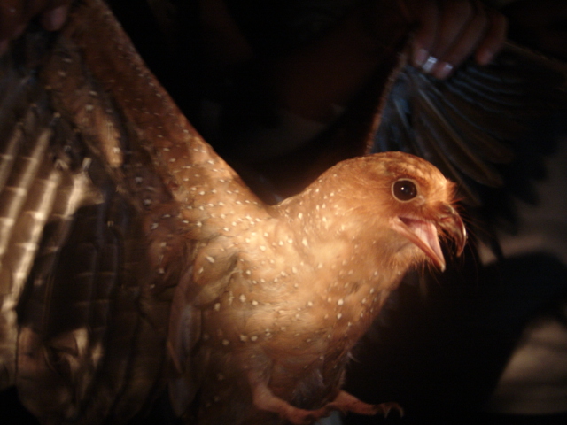 Parque nacional cueva de guacharos