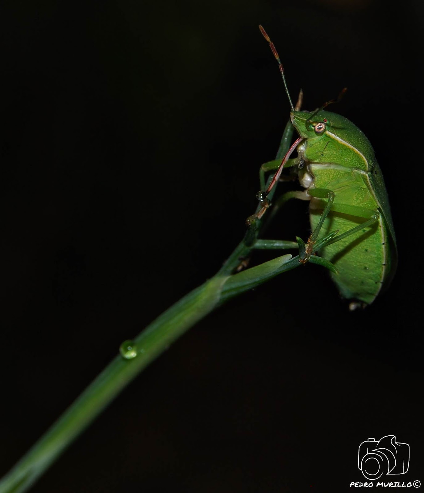 Las excursiones de Murillo "murillonature": La chinche verde o hedionda ...