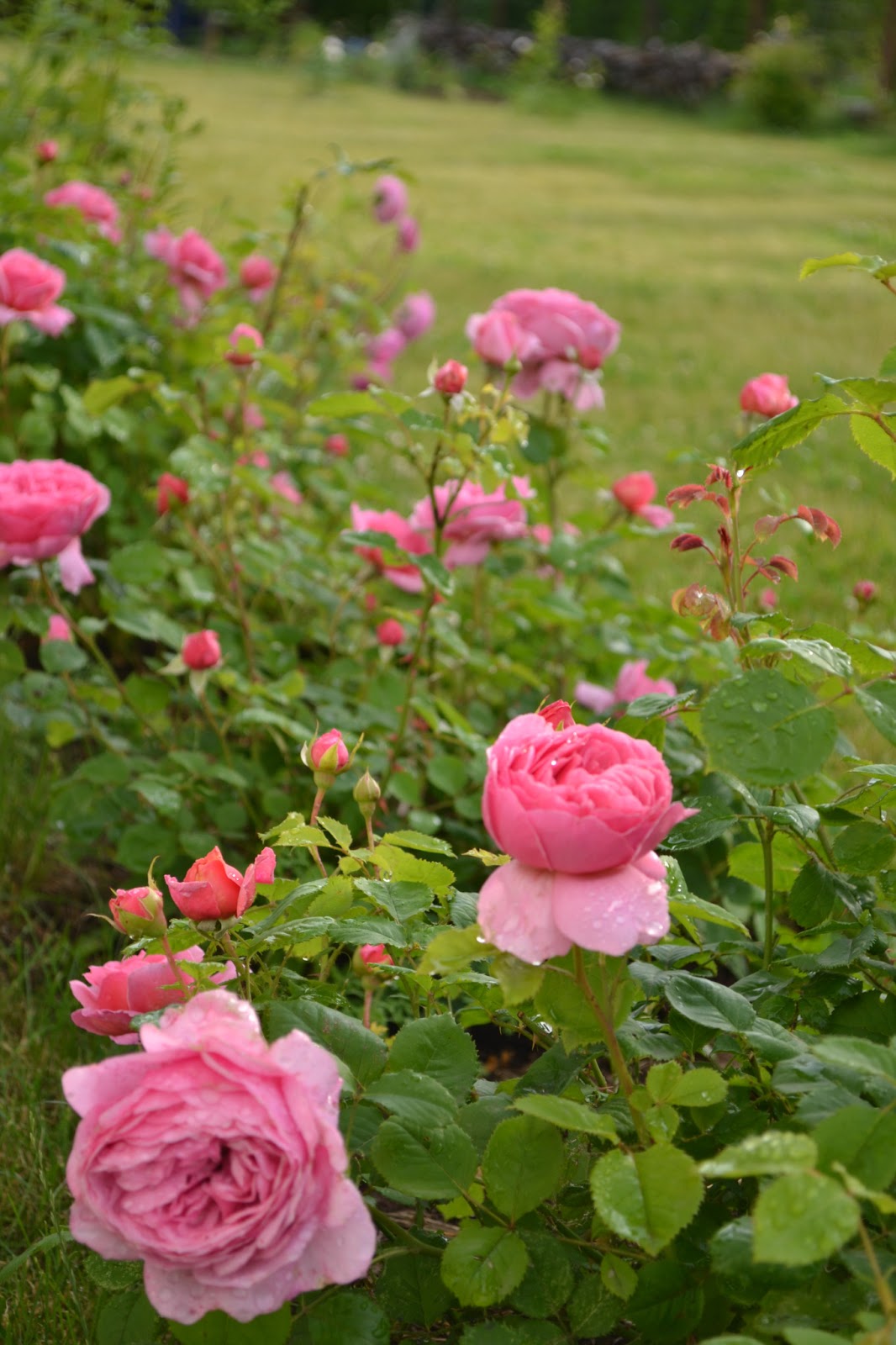 Sodo Stilius: Rožės / Roses