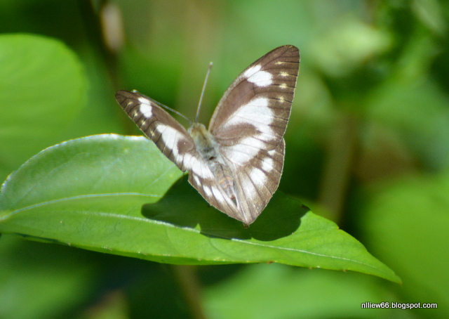 The Forested Path (and Beyond): BUTTERFLIES of RAUB: The Striped ...