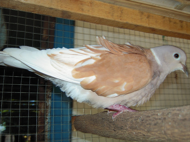 Macam dan Jenis Burung Puter, Serta Kerabatnya - Burung Puter Indonesia