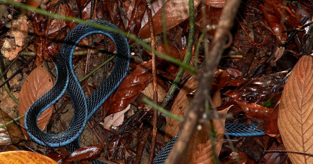 Ular Asli Indonesia: Ular Cabai Besar (Calliophis bivirgatus)
