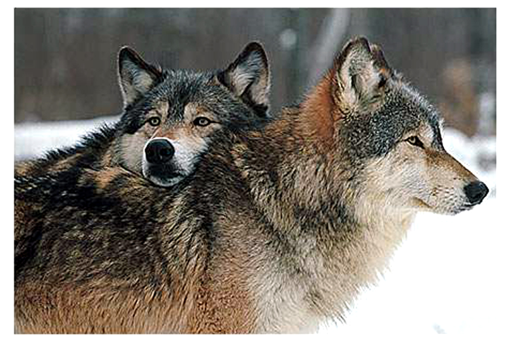 Lee Charles Kelley: Do Dogs and Wolves Form Dominance Hierarchies?