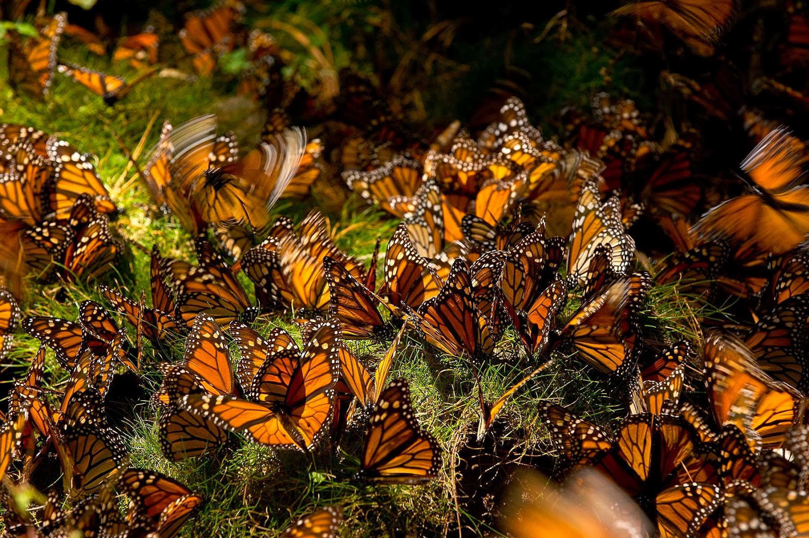 El Reino Animal: MICHOACAN. El Santuario de la mariposa Monarca