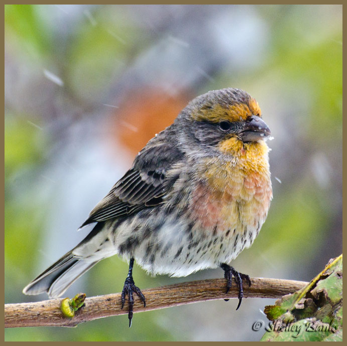 Prairie Nature: House Finches: Scarlet, Rose and Yellow