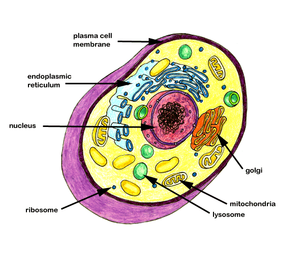 Biologi Kelas 11 Semester 1: Struktur Dan Fungsi Sel