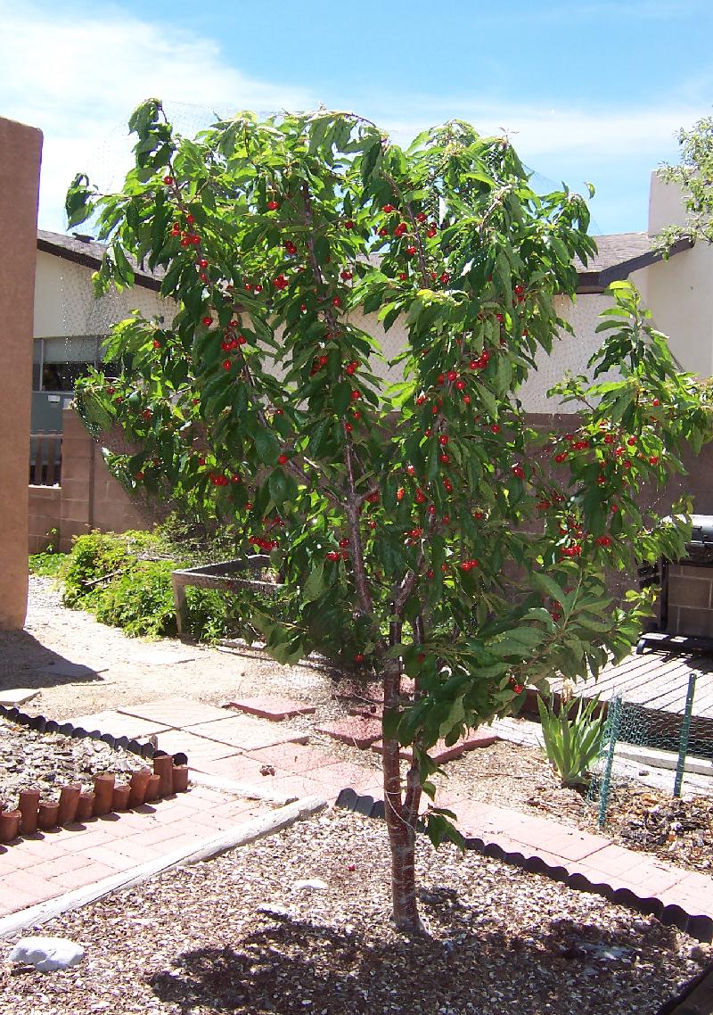 Dwarf Cherry Tree Fruit