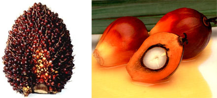 Supplier Pupuk NPK Semi organik Bio-Sawit: Uji Coba NPK Bio-Sawit