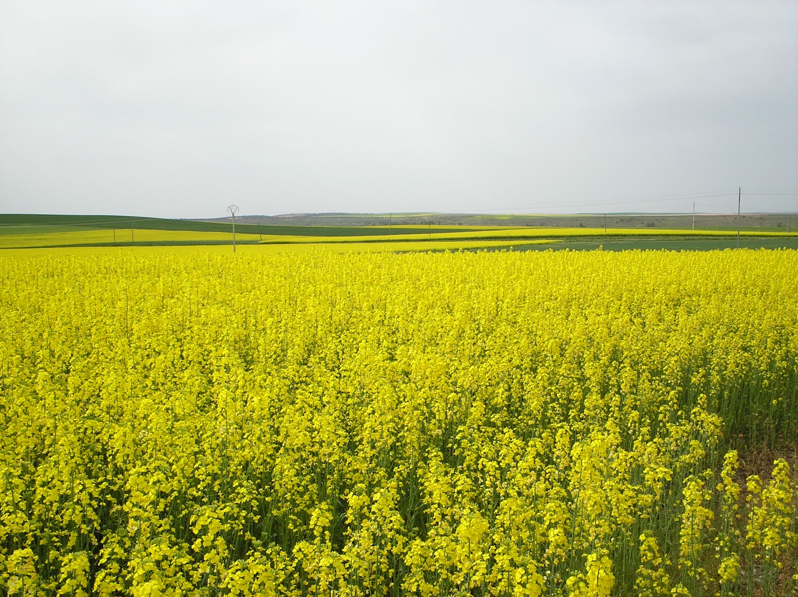 Recursos medioambientales: Campos de Colza