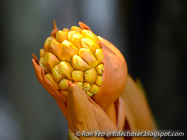 tHE tiDE cHAsER: Nipah Palm (Nypa fruticans)