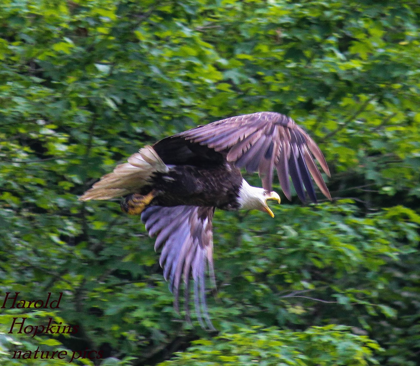 Hhop's Nature Walk: Bald Eagles