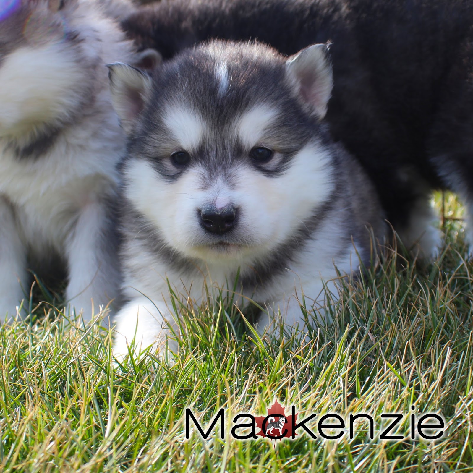An afternoon in the sunshine! ~ Aariah Malamutes
