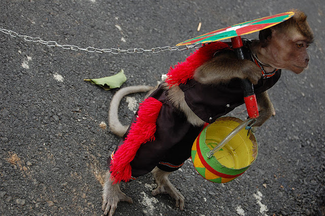 They are Not Ours: VICTORY *THIS PRACTICE IS NOW PROHIBITED* Cruelty ...