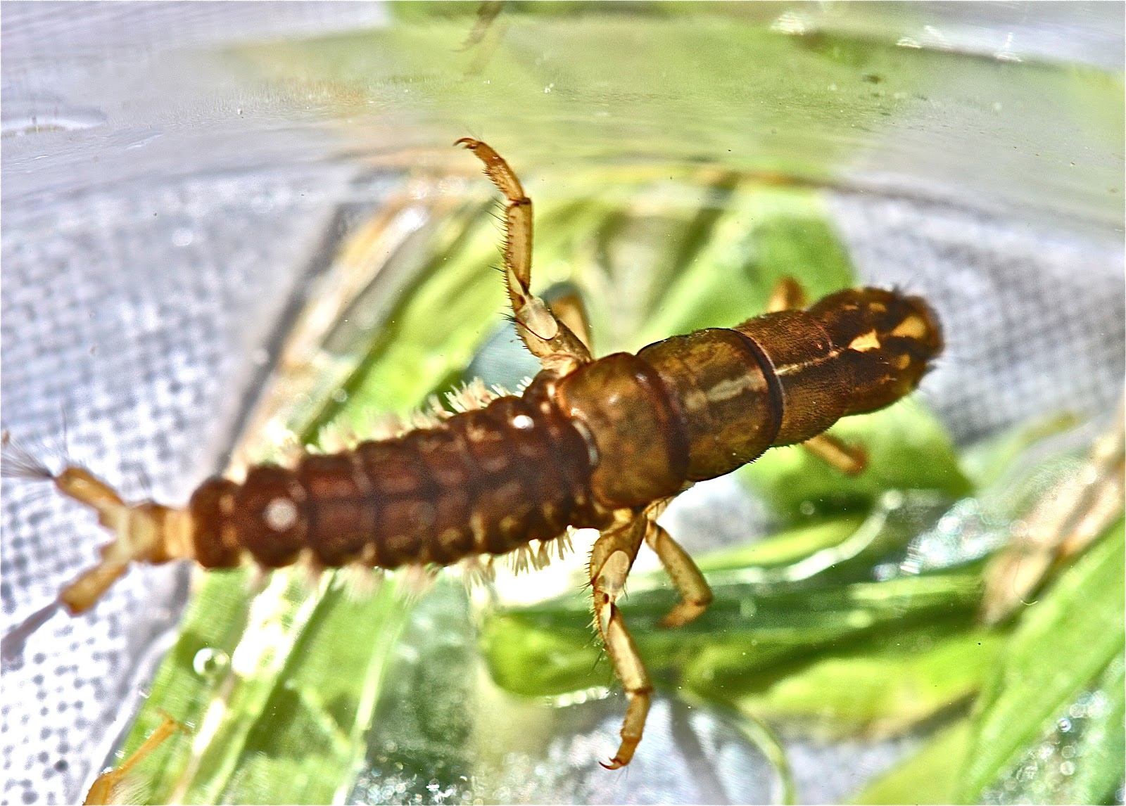 Aquatic Insects of Central Virginia: Arctopsyche grandis: An Important ...