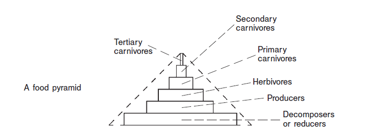 How successful are insects? (Insect biodiversity) - Science World
