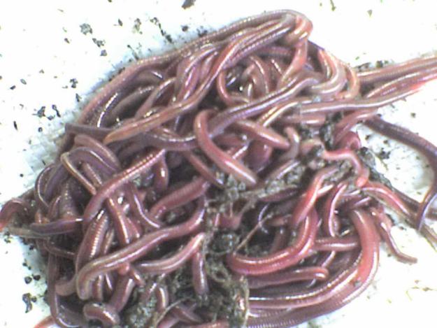 26+ Inilah Gambar Sketsa Cacing