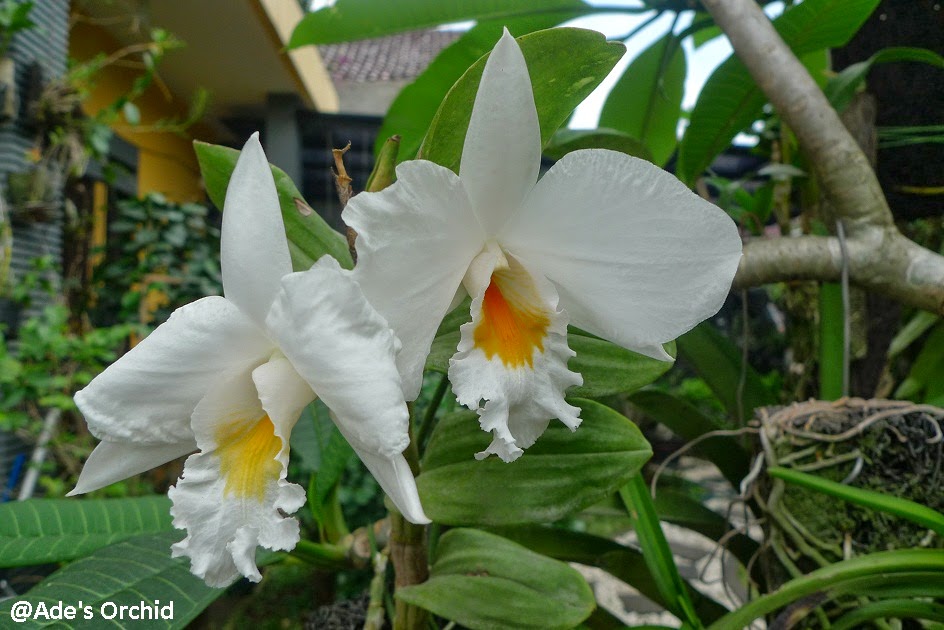 Ade's Orchid: Dendrobium formosum