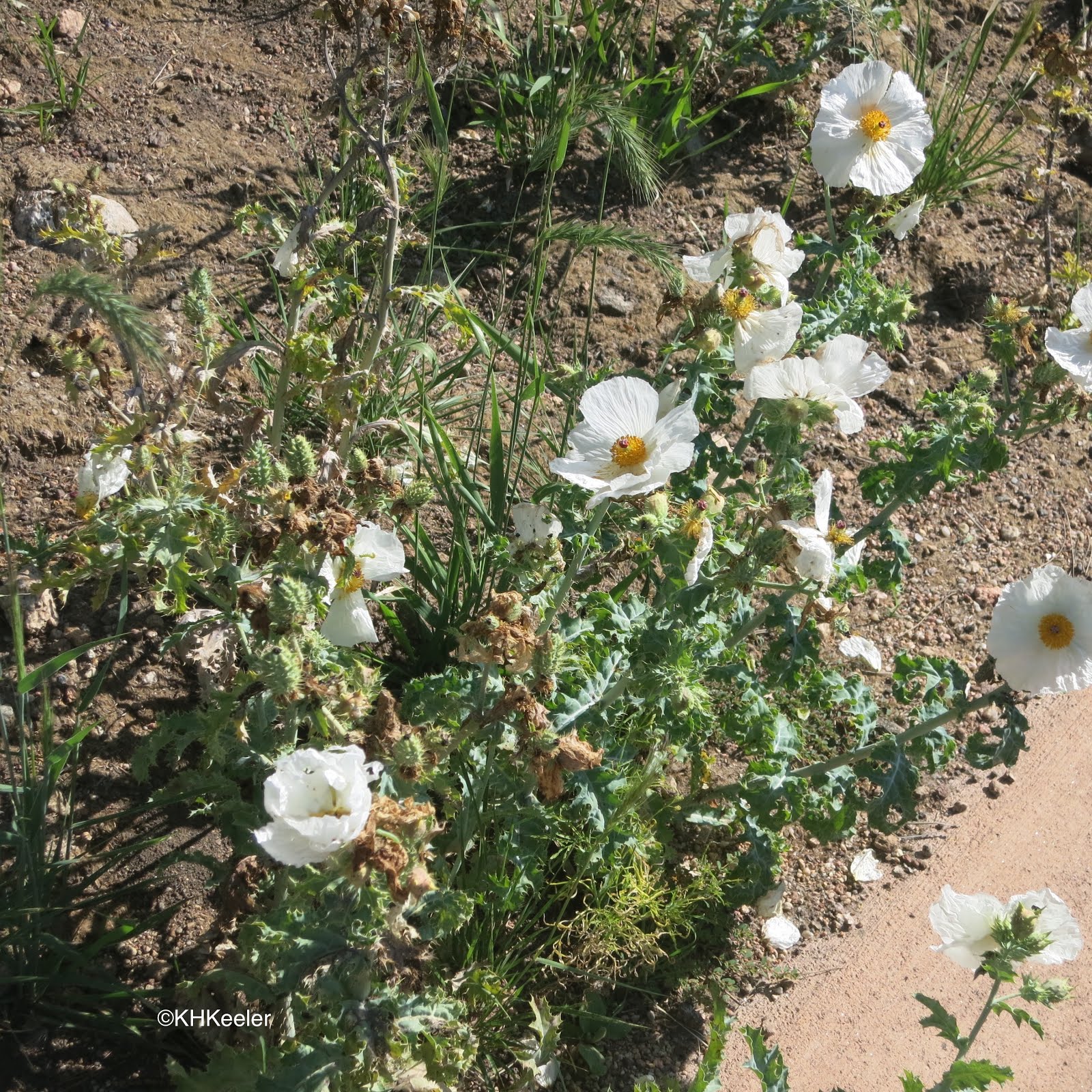 A Wandering Botanist: Plant Story--Crested Pricklypoppy, Argemone ...