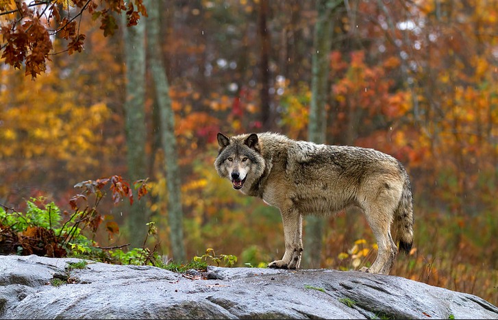 White Wolf : Breathtaking photos of wolves in the woods during the ...