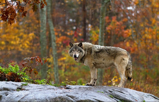 White Wolf : Breathtaking photos of wolves in the woods during the ...