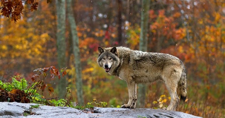White Wolf : Breathtaking photos of wolves in the woods during the ...
